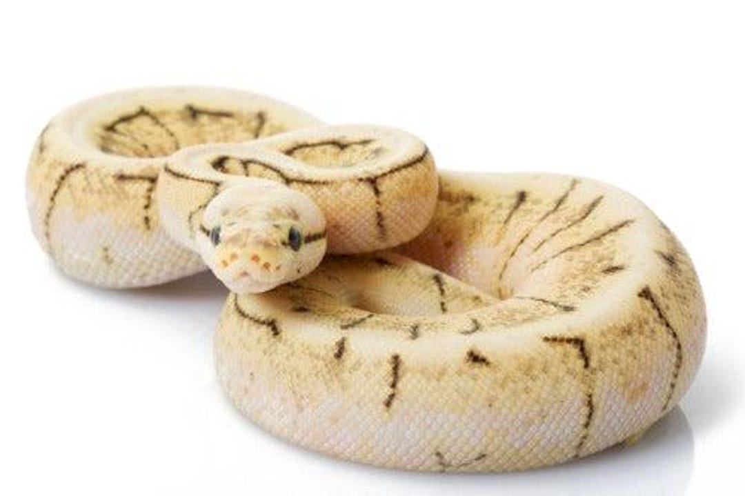 Ball Royal Python Glossy Poster Picture Photo Banner Africa Constrictor ...