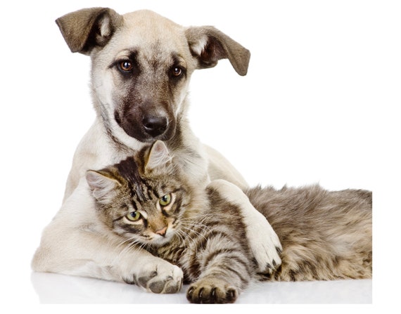 Dog Cat Friends Poster Picture Photo Print Banner Puppy Kitten - Etsy