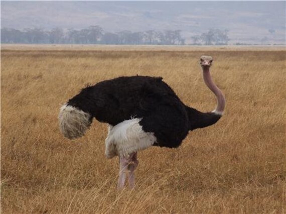 COOL OSTRICH GLOSSY Poster Picture Photo Bird Kiwis Emu Rheas - Etsy