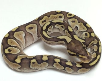 Ball Python Poster - Etsy