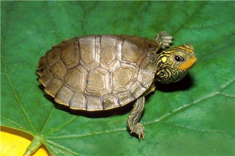 NORTHERN MAP TURTLE Glossy Poster Picture Photo Common Aquatic Tortoise ...