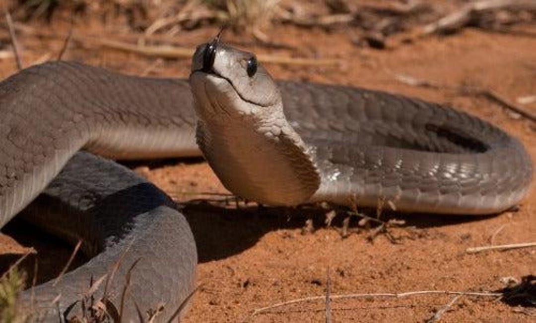 Black Mamba Venomous African Snake Glossy Poster Picture Banner Print ...