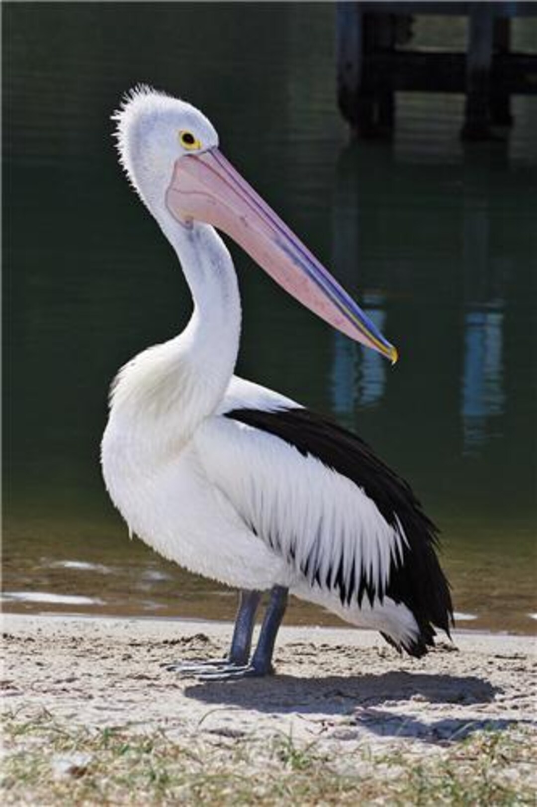 Cool Pelican Glossy Poster Picture Photo New Orleans Water Bird Beak ...