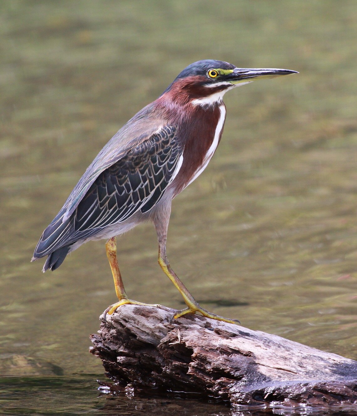 Green Heron Bird Glossy Poster Picture Photo Banner Print ...