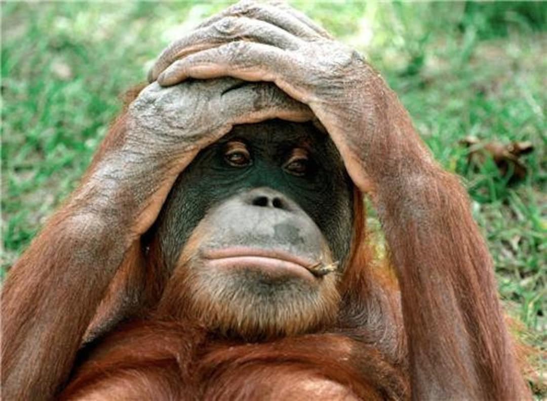 CONFUSED ORANGUTAN GLOSSY Poster Picture Photo Ape Monkey - Etsy