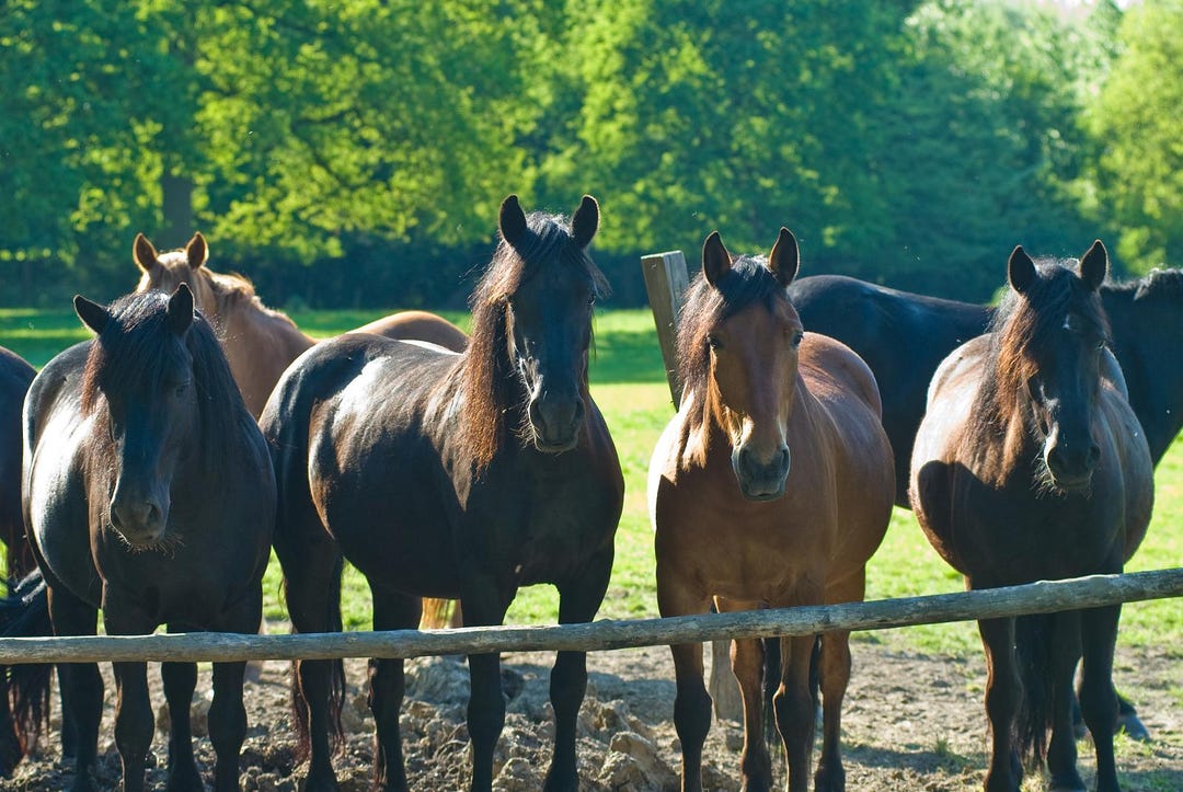 Merens Horse Breed Glossy Poster Picture Photo Print Banner ...
