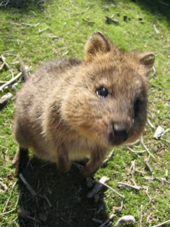 AUSTRALIAN QUOKKA GLOSSY Poster Picture Photo Print Banner - Etsy