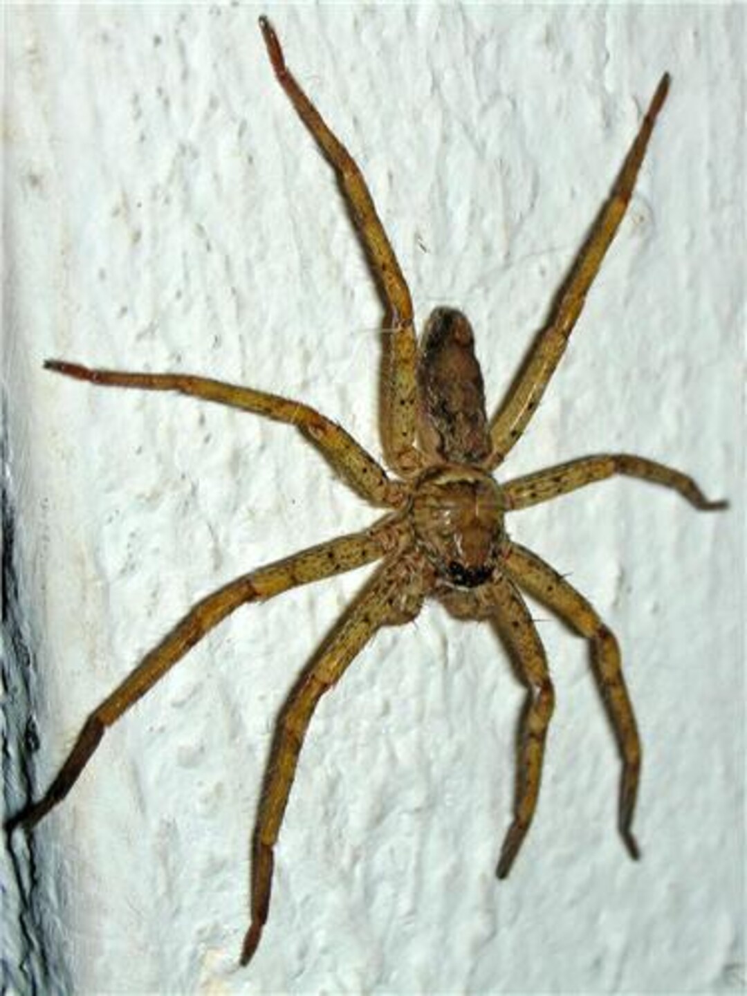 Fishing Spider Glossy Poster Picture Photo Web Man Legs Creepy Crawlers ...