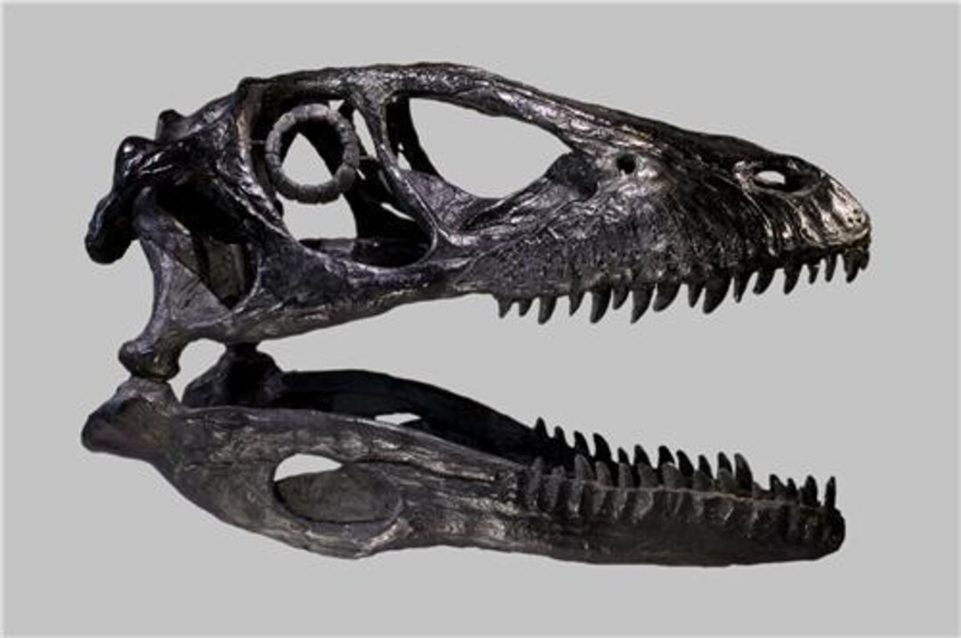 Deinonychus Skull Glossy Poster Picture Photo Dinosaurs Extinction ...