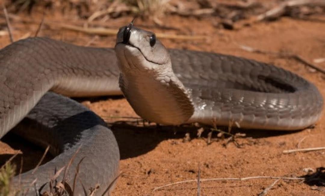 BLACK MAMBA VENOMOUS African Snake Glossy Poster Picture - Etsy
