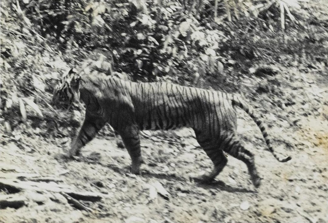 Extinct Javanese Javan Tiger Glossy Poster Picture Photo Print Banner ...