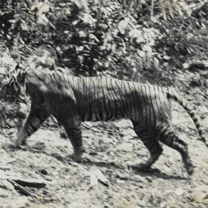 Extinct Javanese Javan Tiger Glossy Poster Picture Photo Print Banner ...