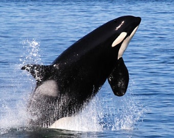 Orca Whale Banner - Etsy