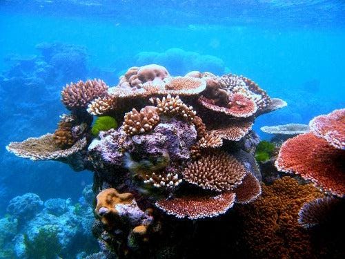 Great Barrier Reef Poster Picture Photo Banner Australia Coral Outcrop ...