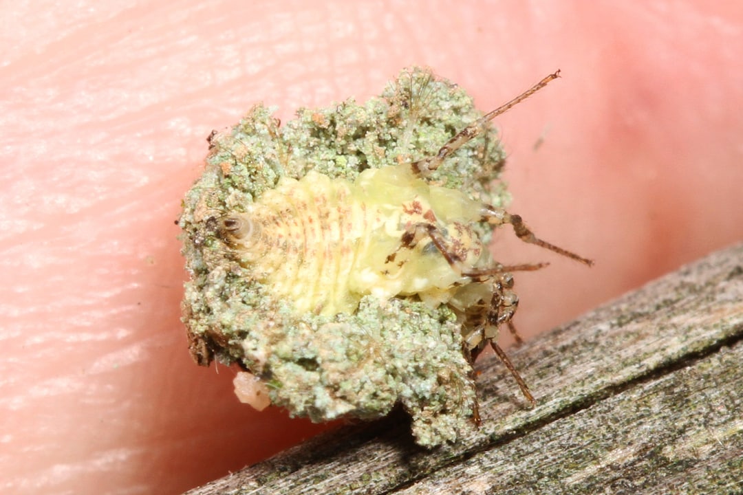 GREEN LACEWING LARVA Bug Nug Glossy Poster Picture Photo Print - Etsy