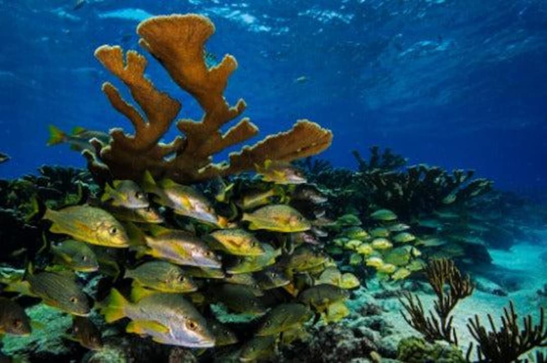 Cuban Coral Reefs Poster Picture Photo Banner Ecosystem Caribbean Fish ...