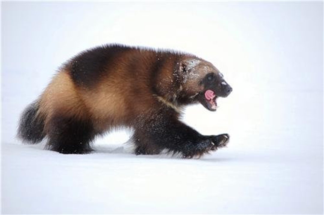 ARCTIC WOLVERINE GLOSSY Poster Picture Photo Wall Decor Michigan Animal ...