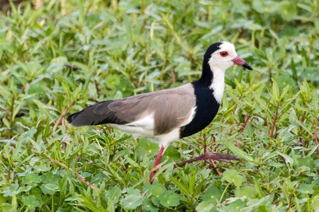 Long Toed Lapwing Bird Glossy Poster Picture Photo Banner Print ...