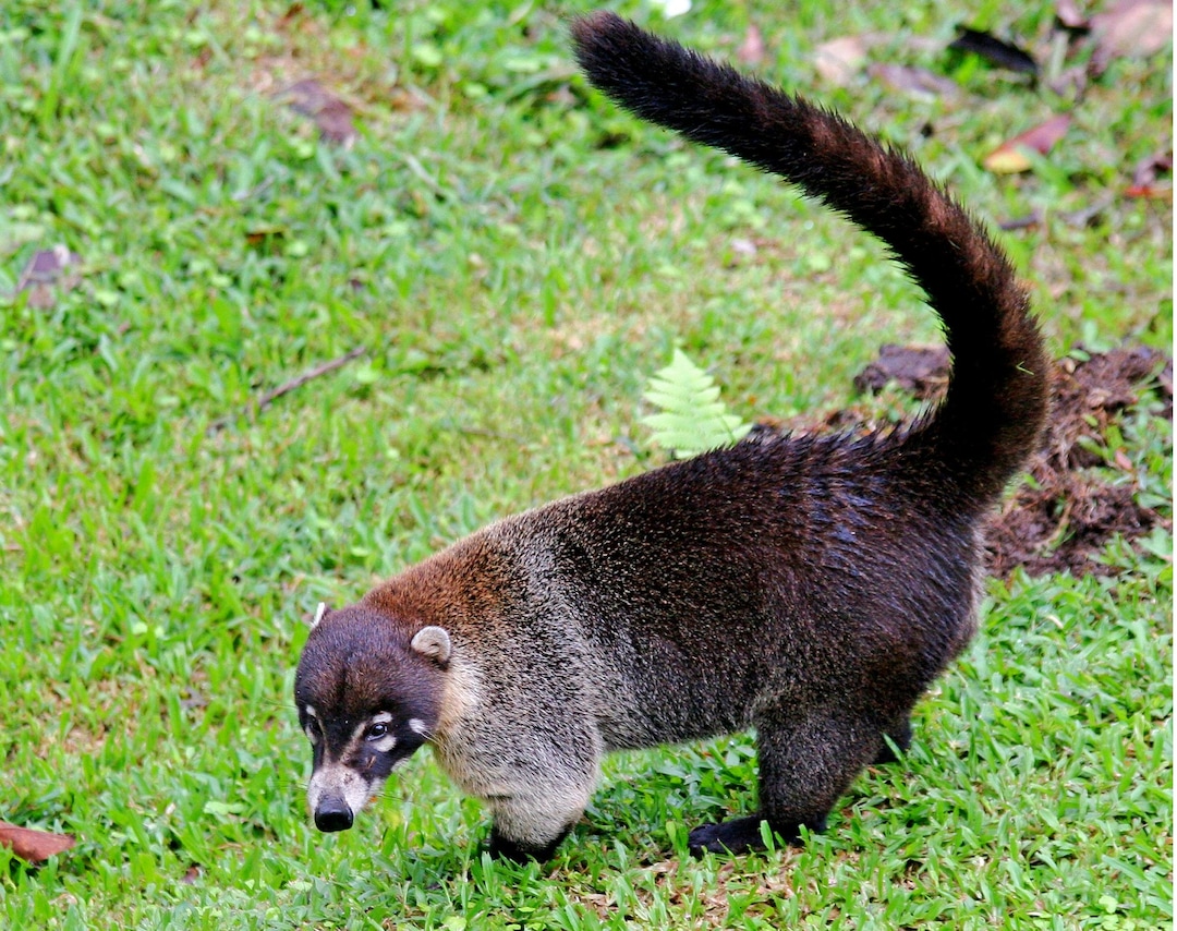 White Nosed Coati Glossy Poster Picture Photo Banner Print ...