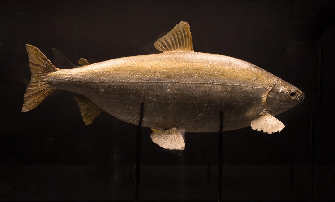 Extinct Coregonus Fera Fish Glossy Poster Picture Photo Print Banner ...