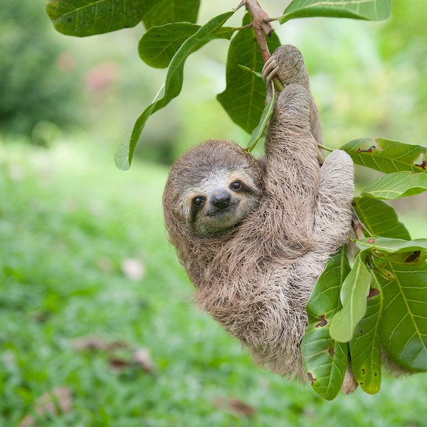 Sloth Wall Hanging - Etsy