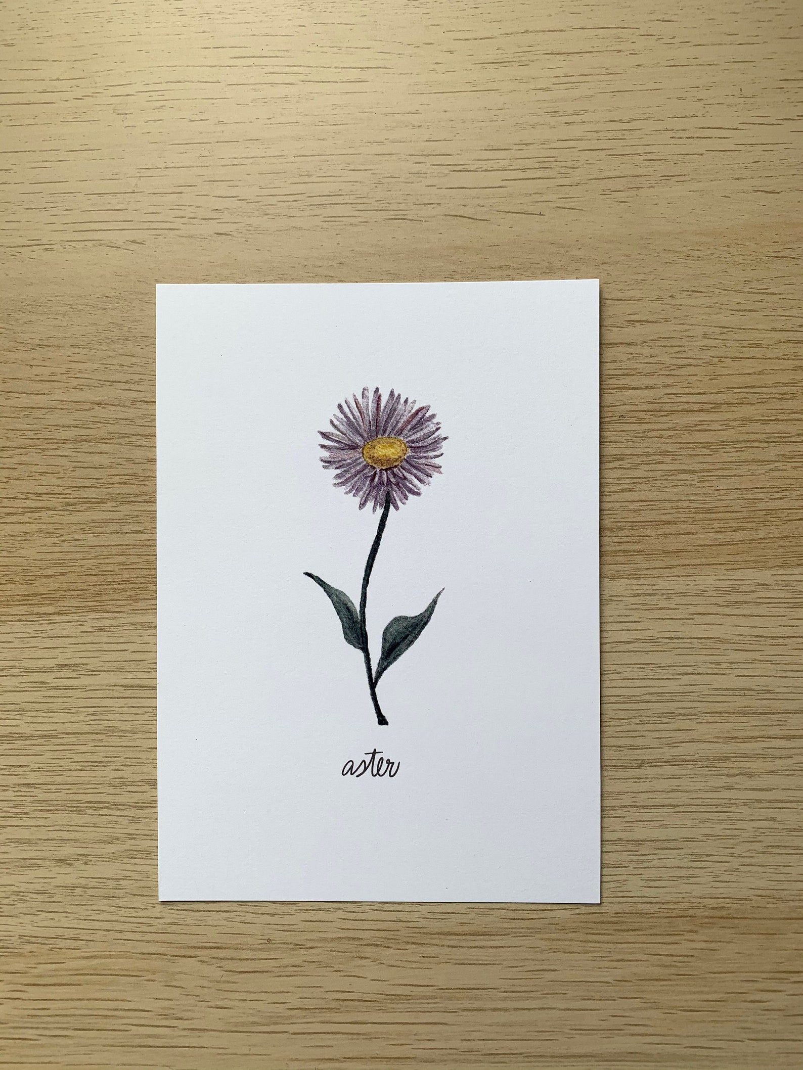 September Birth Flower Aster Birth Flower Watercolor Print | Etsy