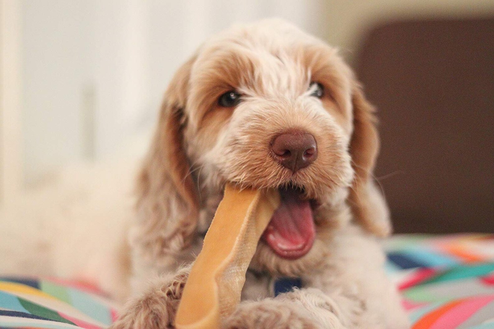 Super Himalayan Dog Chew-all Natural Hard Cheese Himalayan Dog Treats ...