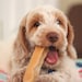 Super Himalayan Dog Chew-all Natural Hard Cheese Himalayan Dog Treats ...