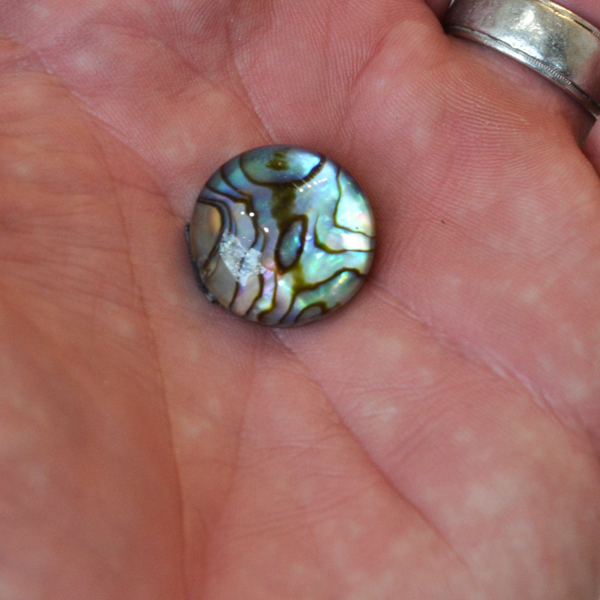 Natural Abalone Paua Shell With Crystal Overlay, Shell Cabochon, Round ...