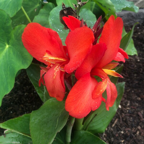 Canna Lily Seeds - Etsy