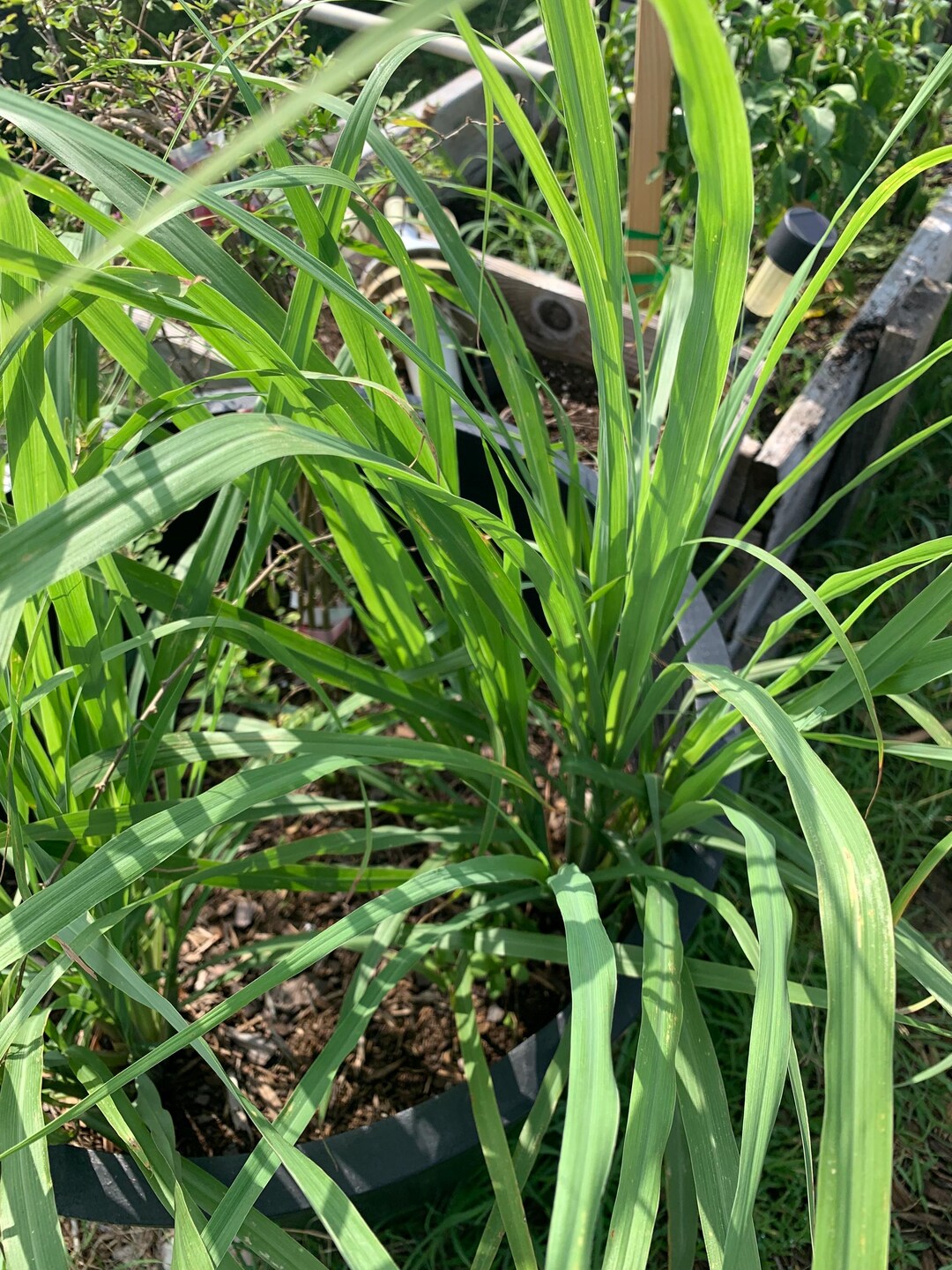 Lemongrass Plants (10), Lemon Grass Starts, Plugs - Etsy