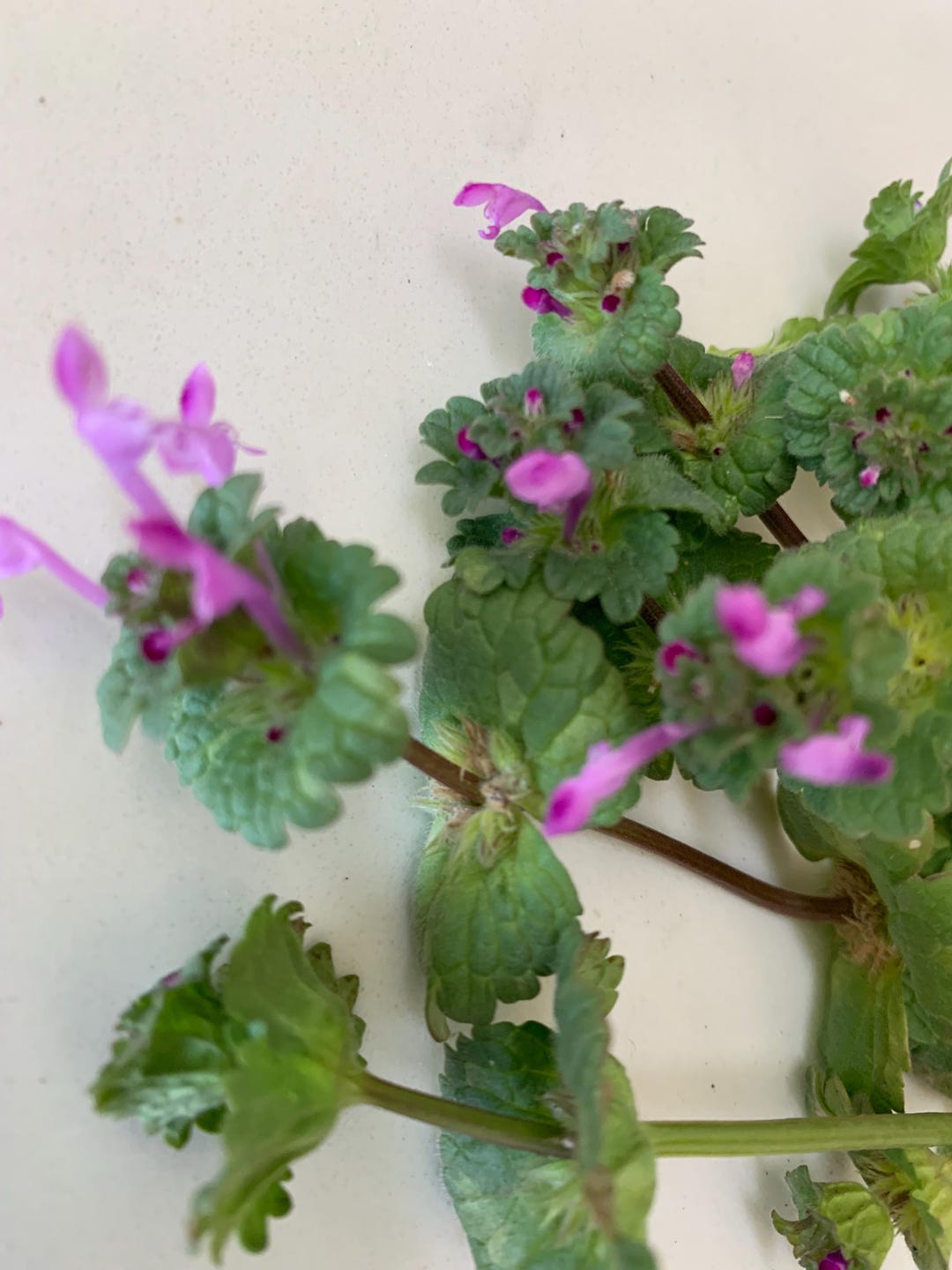 Dried Henbit Dead Nettle, 1 Oz - Etsy