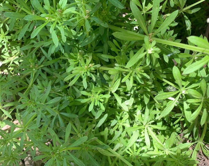 Dried Cleavers Herb - Etsy