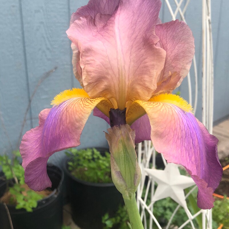 Bearded Iris Bulbs - Etsy