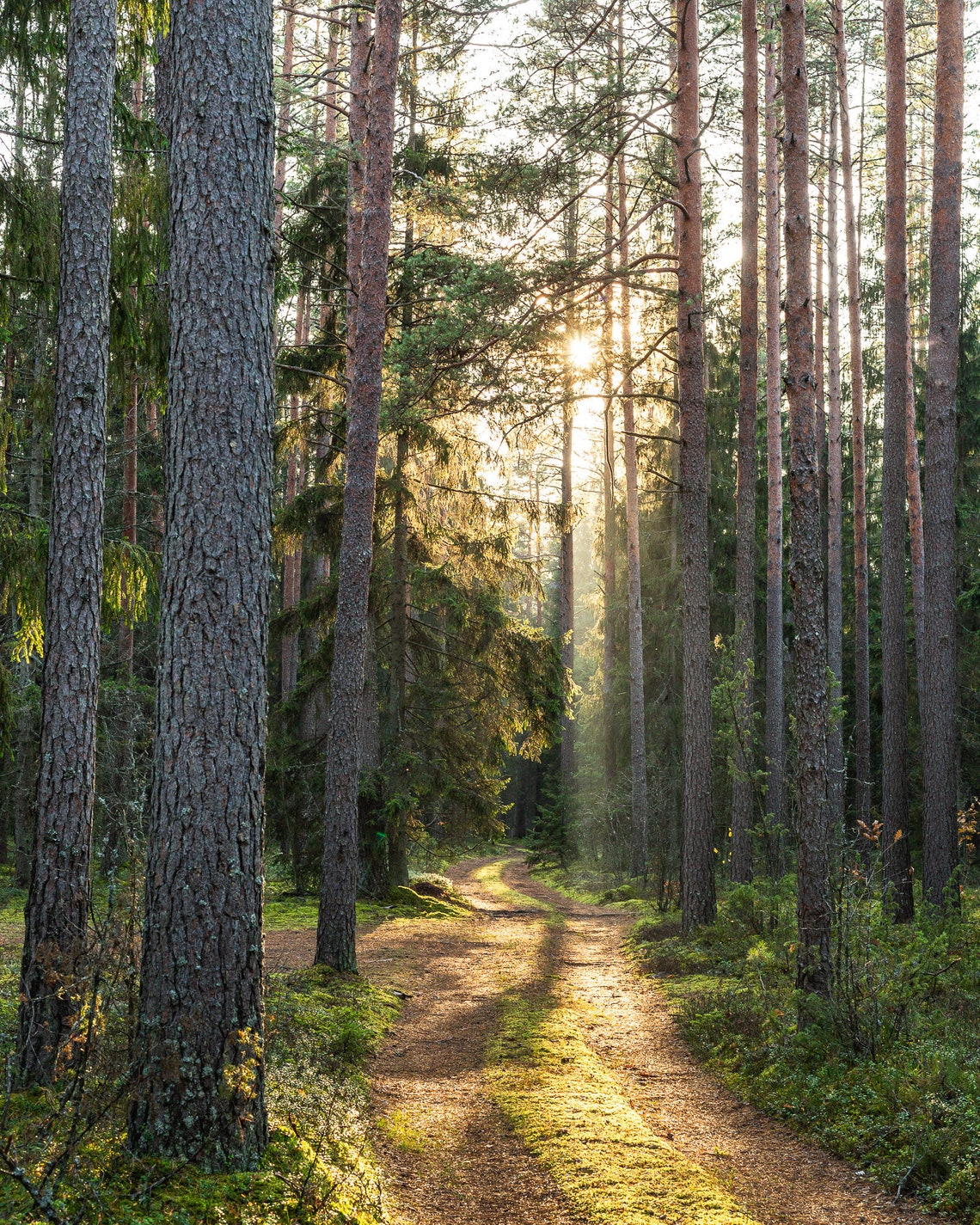 Forest Print Digital Download Forest Printable Wall Art Home Wall Decor ...