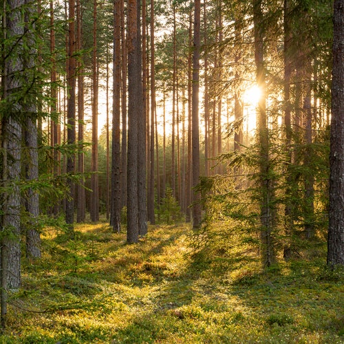 Forest Print Digital Download Forest Printable Wall Art Home - Etsy