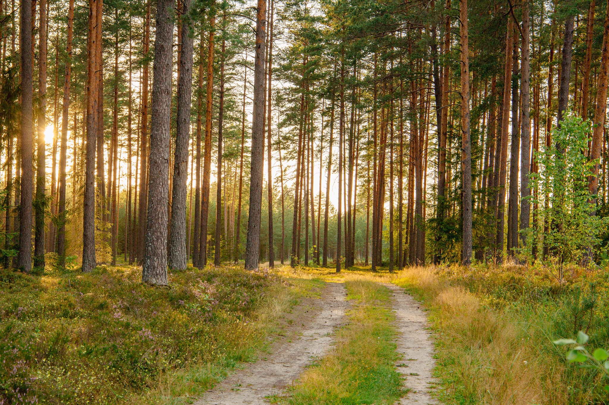 Sunlit Forest Path Print Digital Download| Printable Wall Art| Home ...