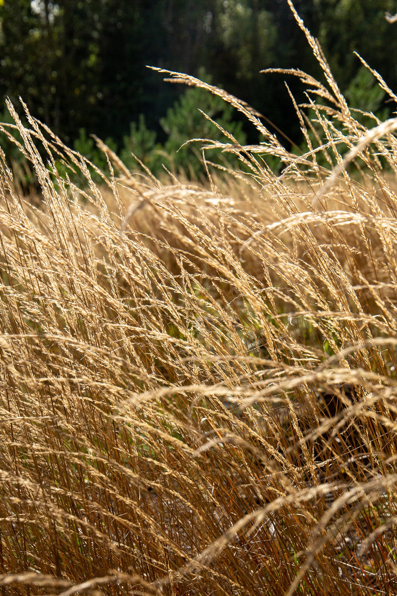 Golden Tall Grass Digital Download| Digital Print| Digital Photo| Boho ...