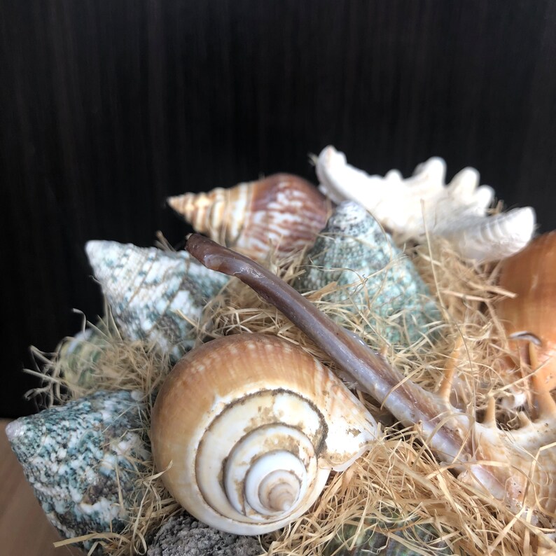 Coastal Seashell Table Centrepiece Nautical Tables Cape - Etsy