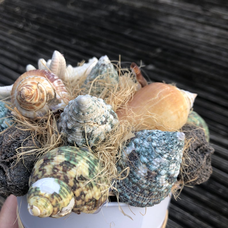 Coastal Seashell Table Centrepiece Nautical Tables Cape - Etsy UK