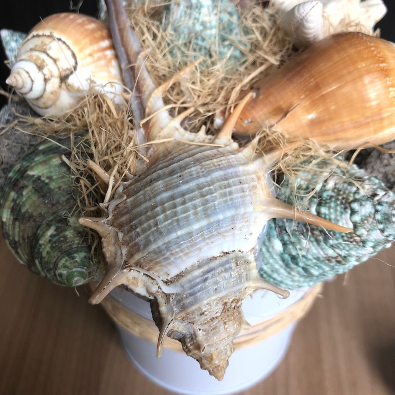 Coastal Seashell Table Centrepiece Nautical Tables Cape - Etsy