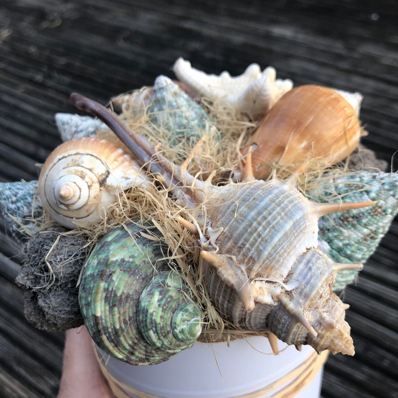 Coastal Seashell Table Centrepiece Nautical Tables Cape - Etsy UK
