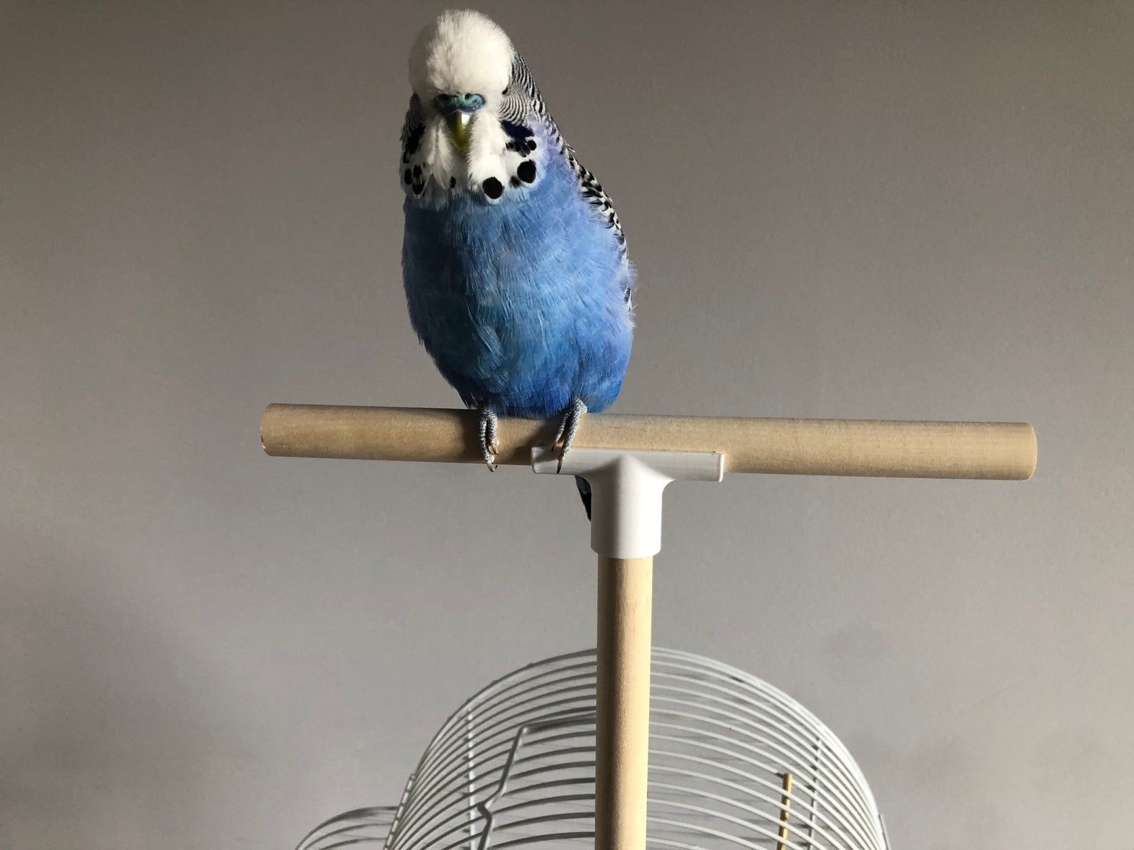 Bird Perch T Shape Stand. Wooden Bird Cage Perch Attachment | Etsy