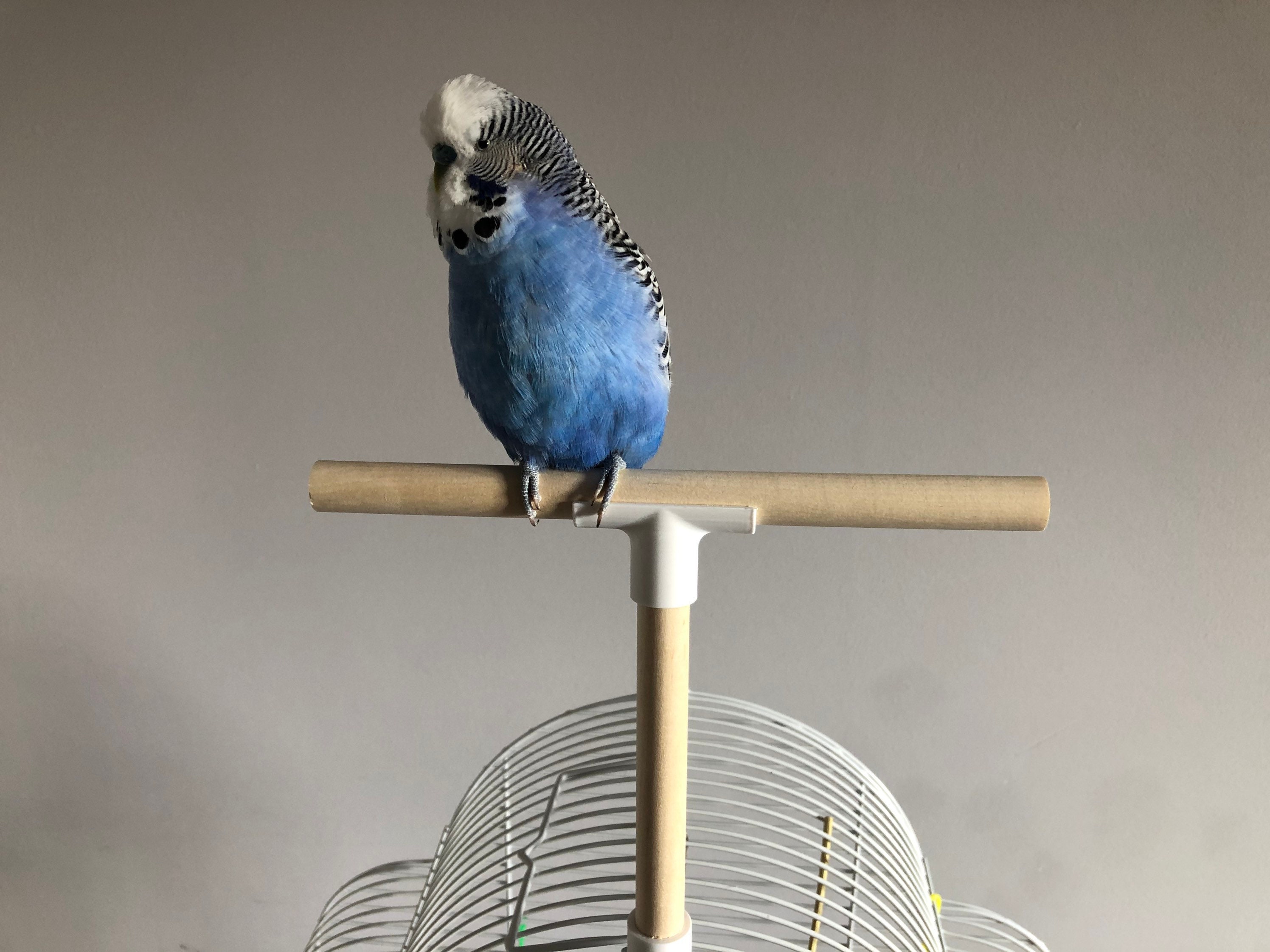 Bird Perch T Shape Stand. Wooden Bird Cage Perch Attachment | Etsy