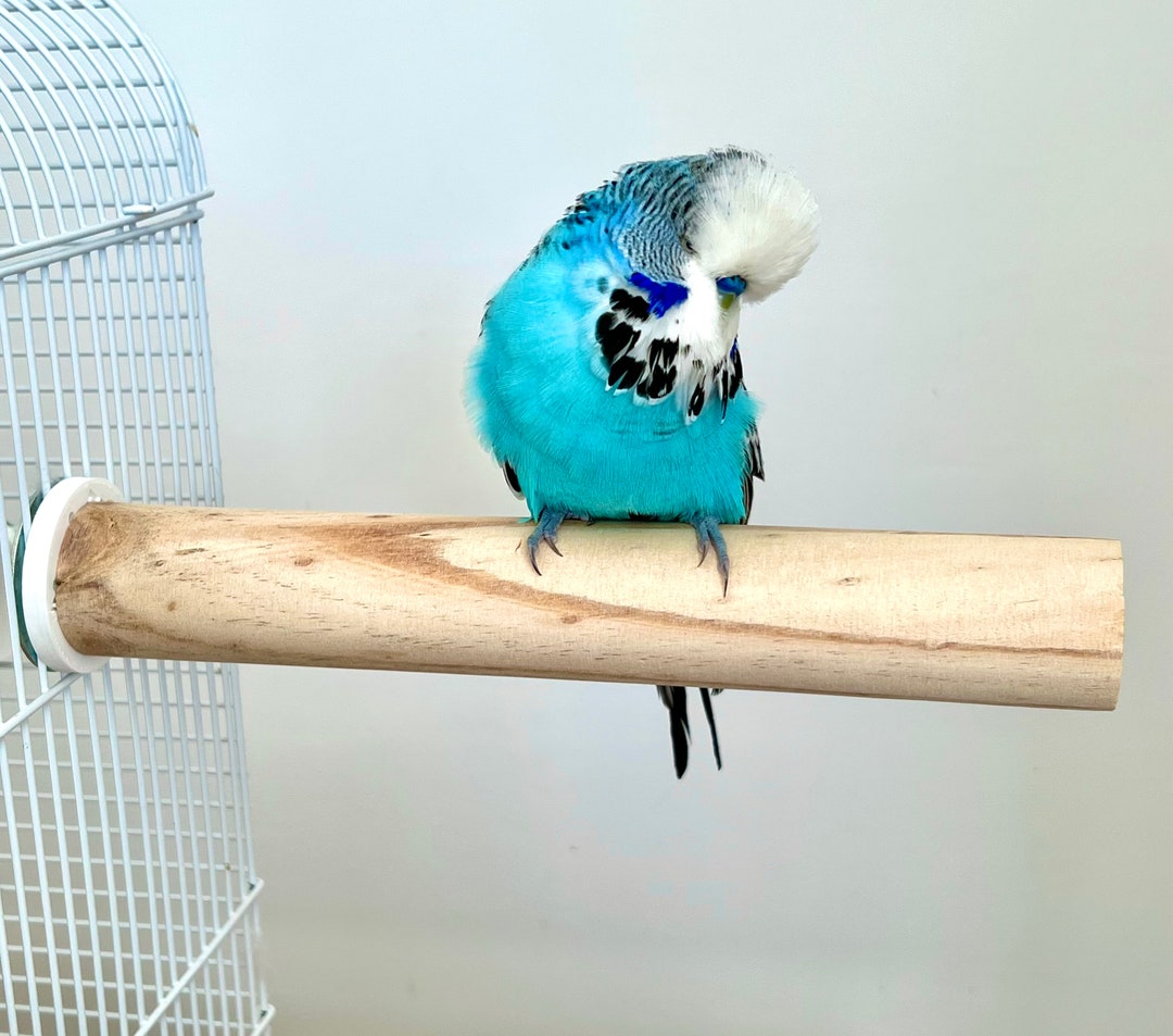 Large Natural Wood Bird Cage Perch for Parrots, Cockatoo, Etc ...