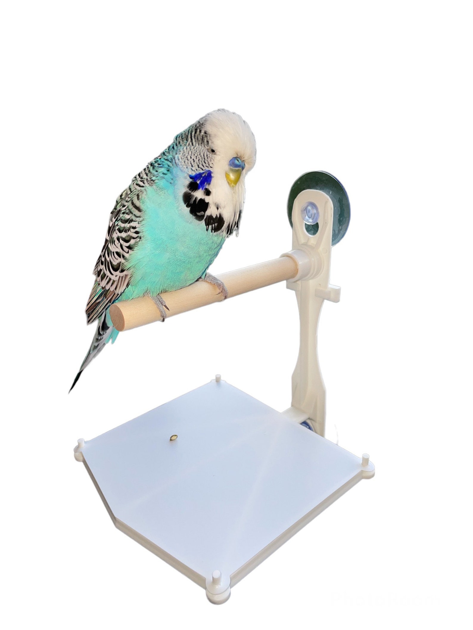 Stick on Portable Bird Perch Which Has Droppings Tray Perfect - Etsy UK