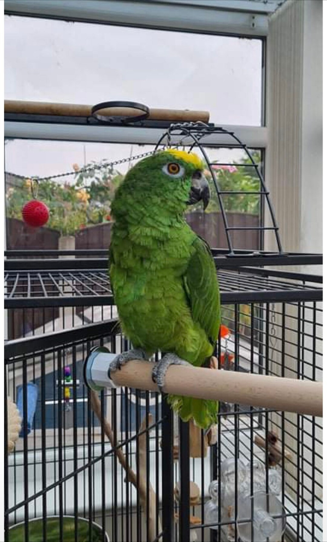 Bird Perch Cage Perch Large Natural Wooden Large Perch for Parrots ...