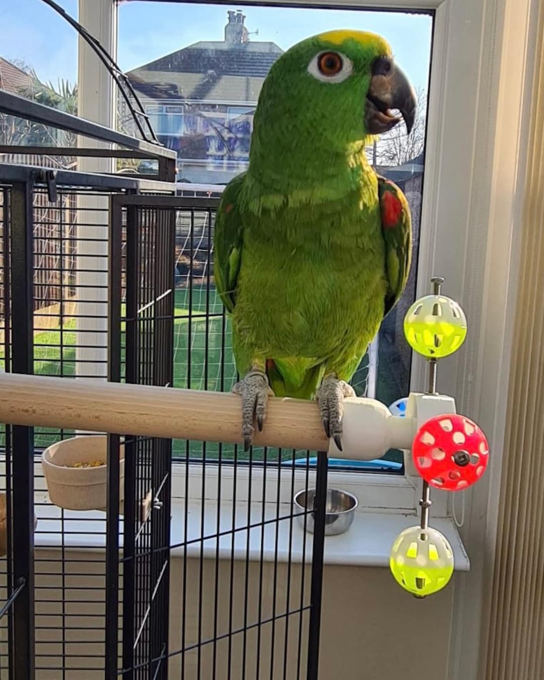 Bird Perch Toy With Rotating / Spinning Balls Food Clips for Parrots ...