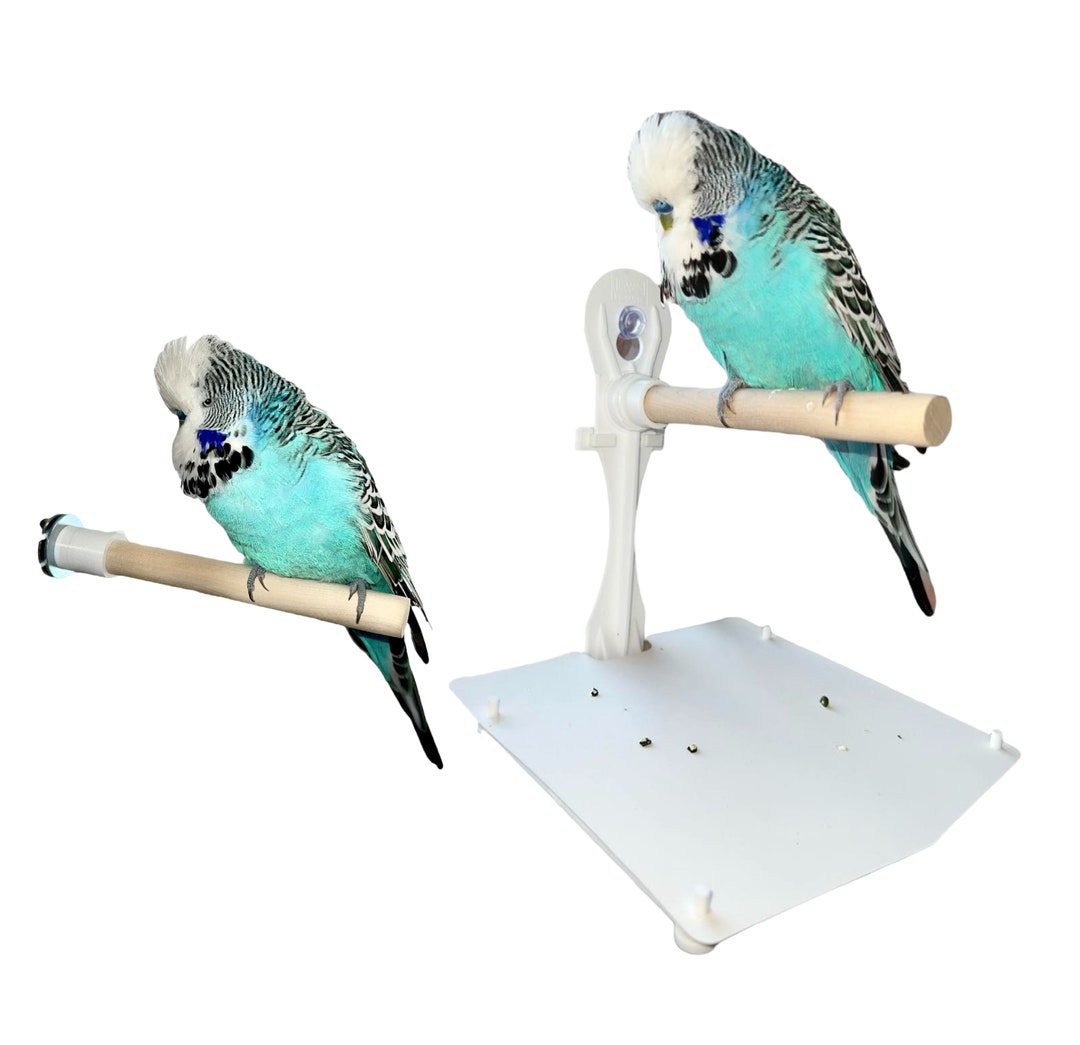 Bird Perch 2pc Bundle Pack. Includes Stick on Window Shower Bird Perch ...