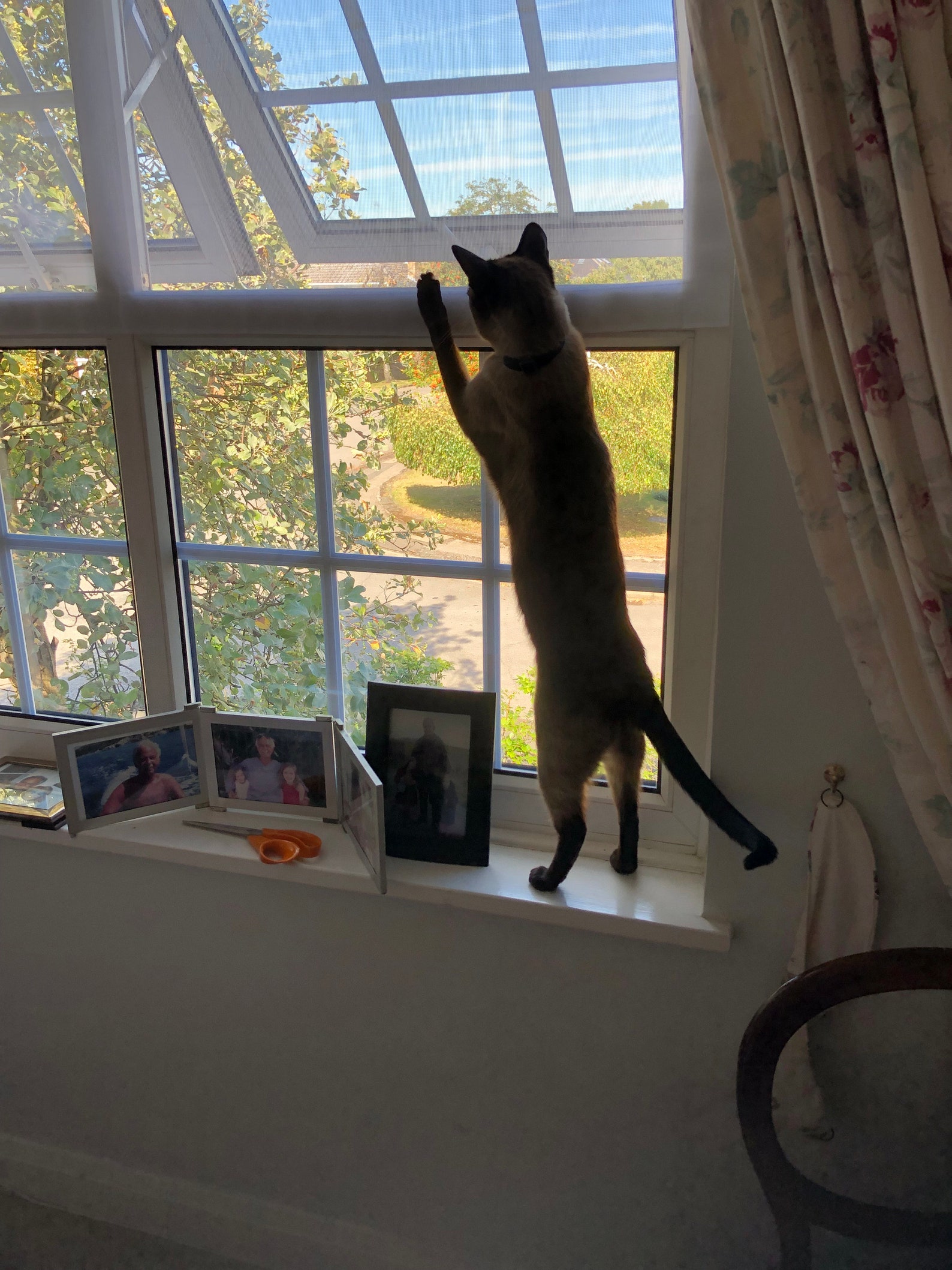 Small Custom Flat Cats Window Screens Mesh Window Protection - Etsy